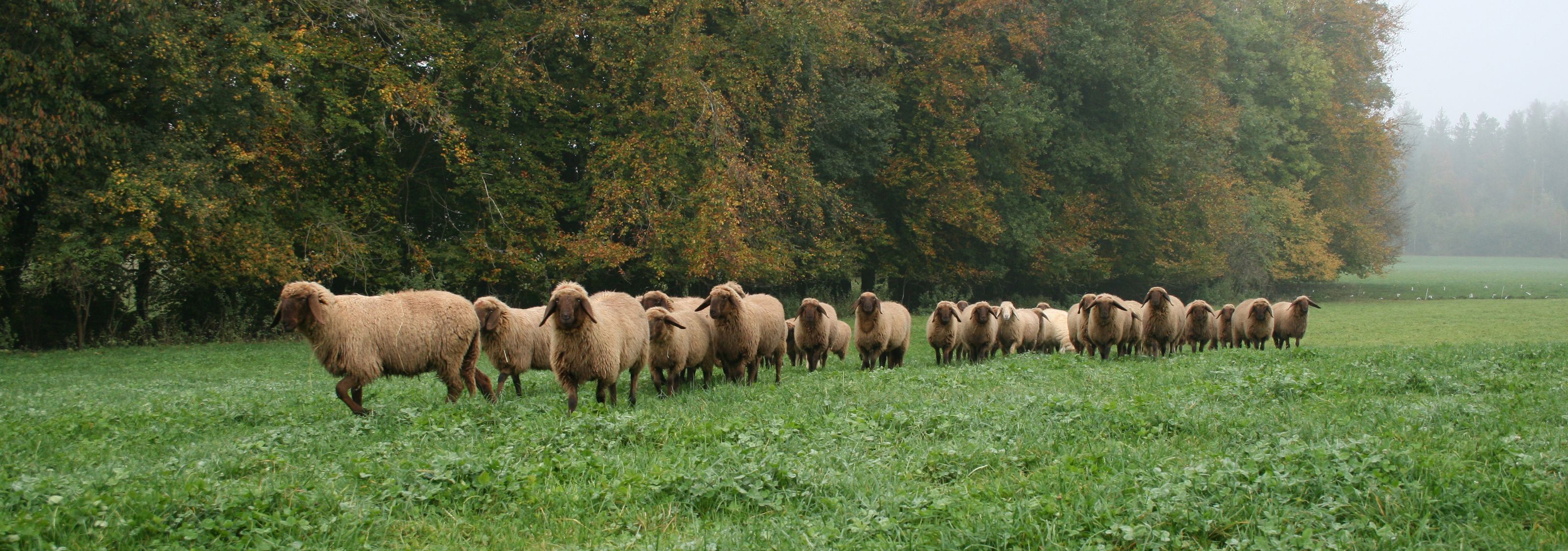 Service consultatif et sanitaire pour petits ruminants SSPR | Beratungs ...