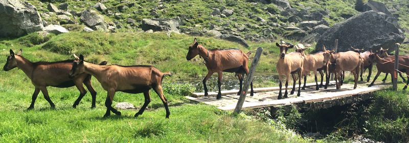 Petits ruminants | Beratungs- und Gesundheitsdienst für ...